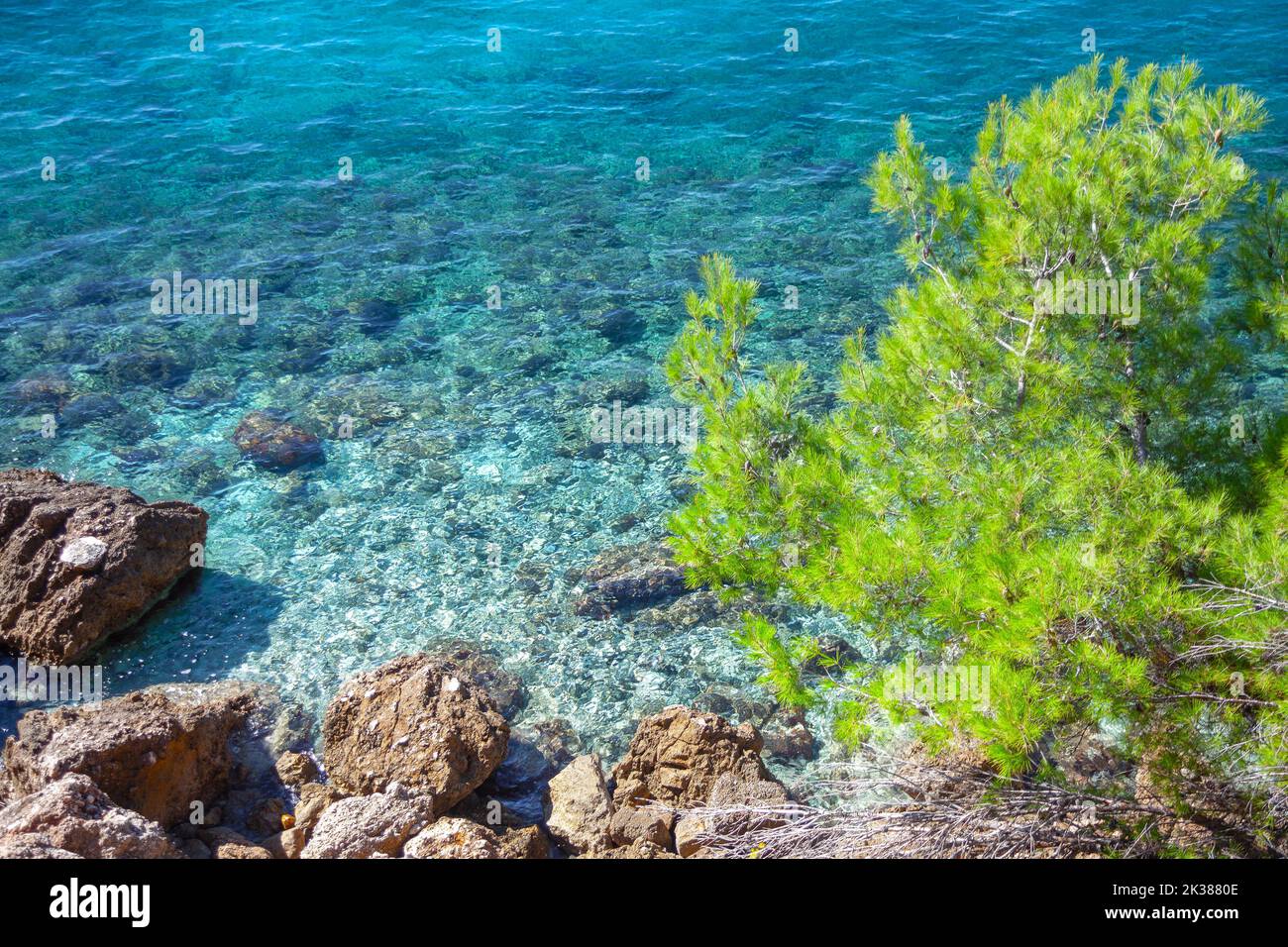 Rocks in transparent sea water . Pine growing at seaside Stock Photo ...