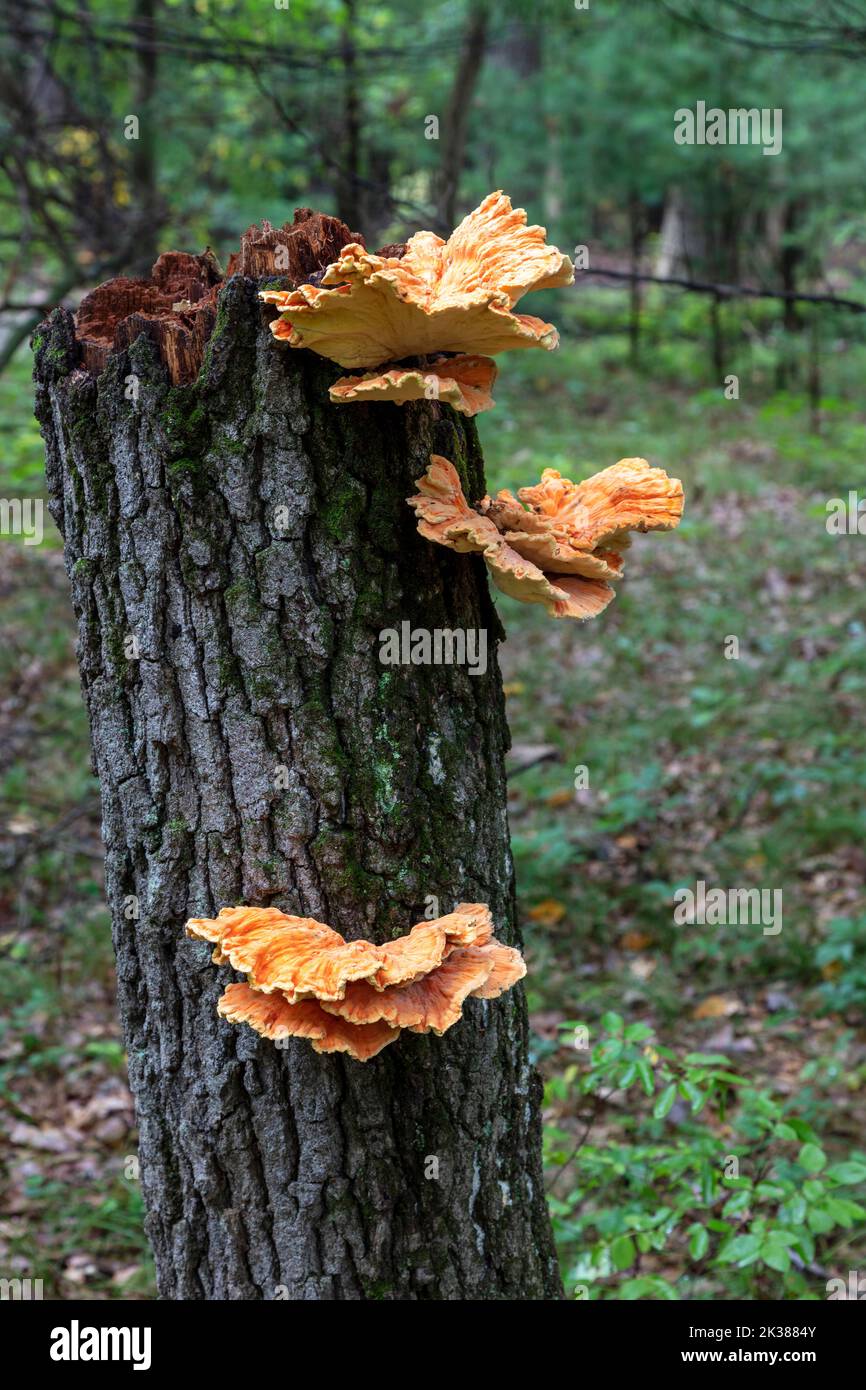 Spore production hi-res stock photography and images - Alamy
