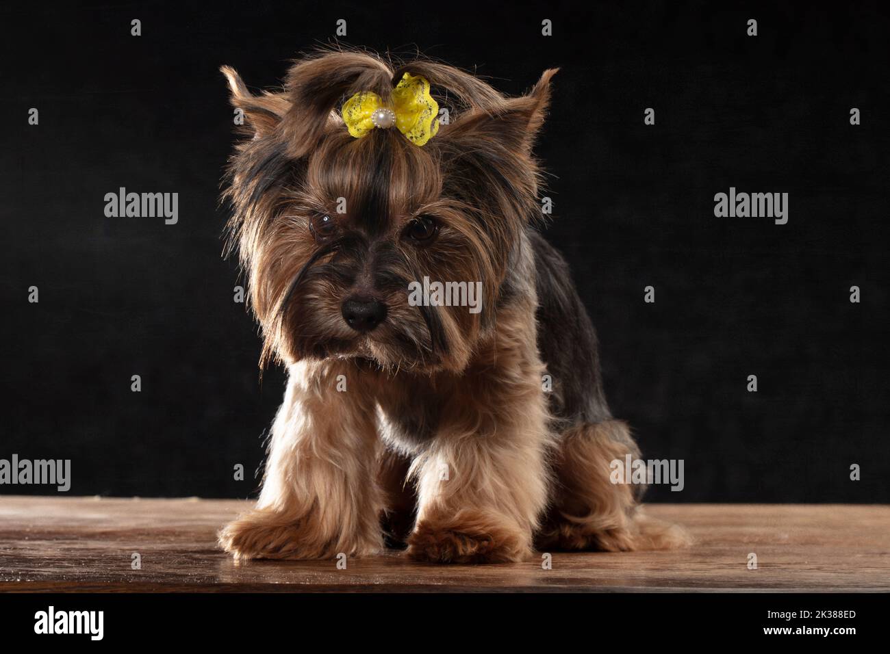 Yorkie terrier in the studio on a black background. Charming dog with a ...