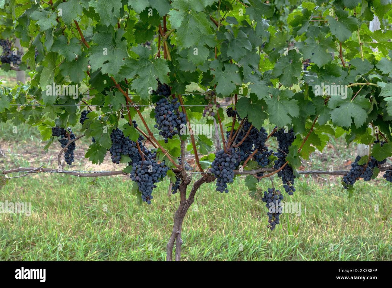 Purple concord grapes, vineyard, SW Michigan, by James D Coppinger ...
