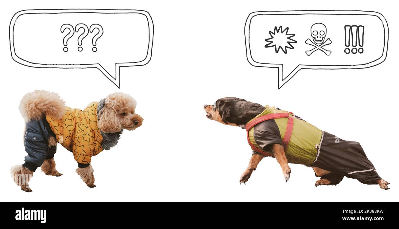 Aggressive, reactive dog on the leash confronting other dog against ...