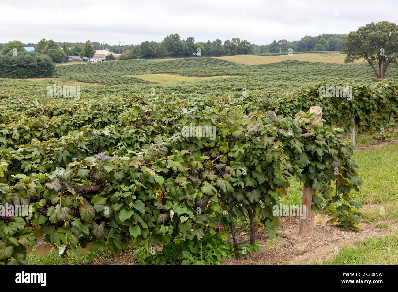 Purple concord grapes, vineyard, SW Michigan, by James D Coppinger ...