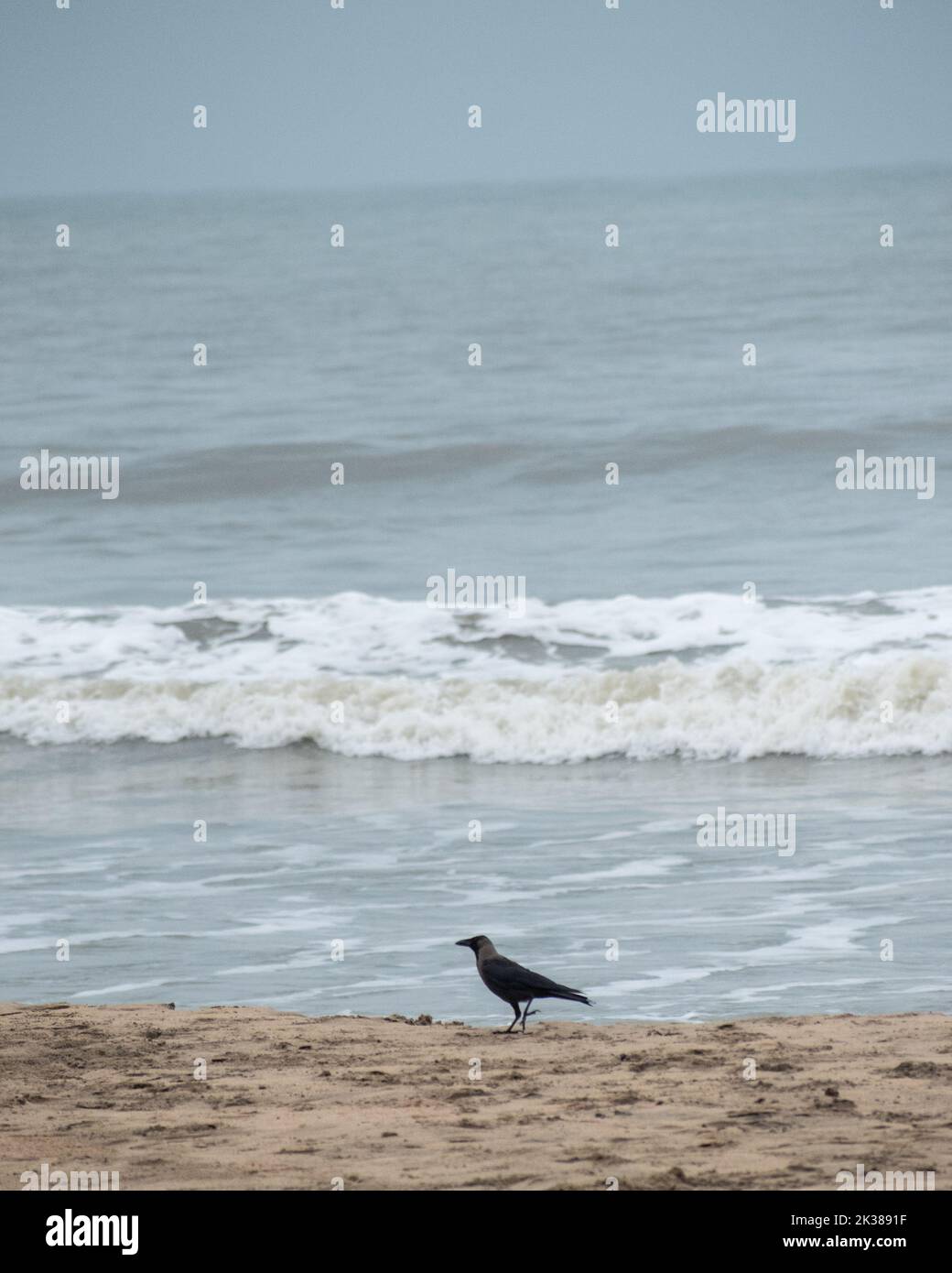 A crow perching on sandy beach in background of sea waves Stock Photo ...