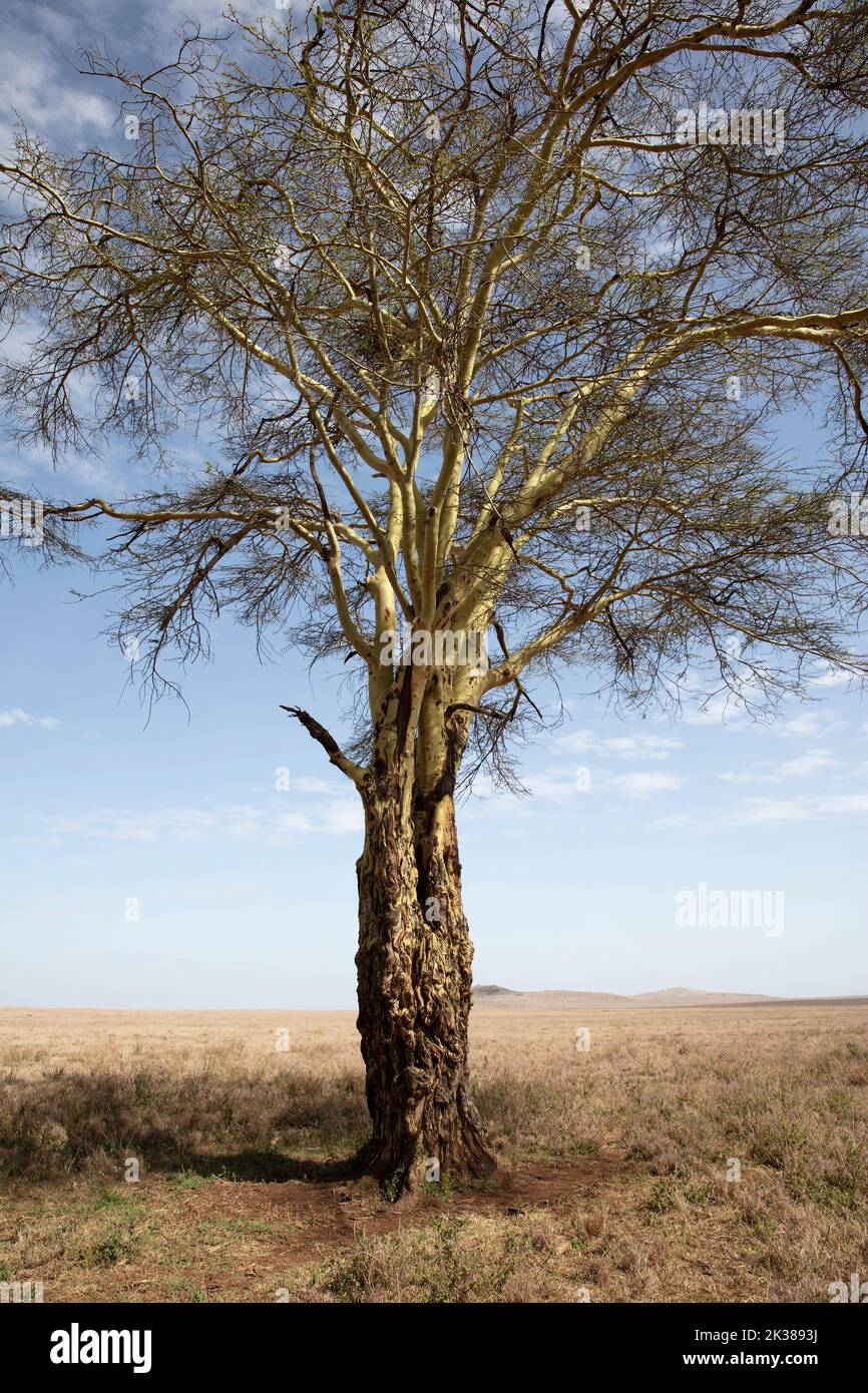 Shamanic tree hi-res stock photography and images - Alamy