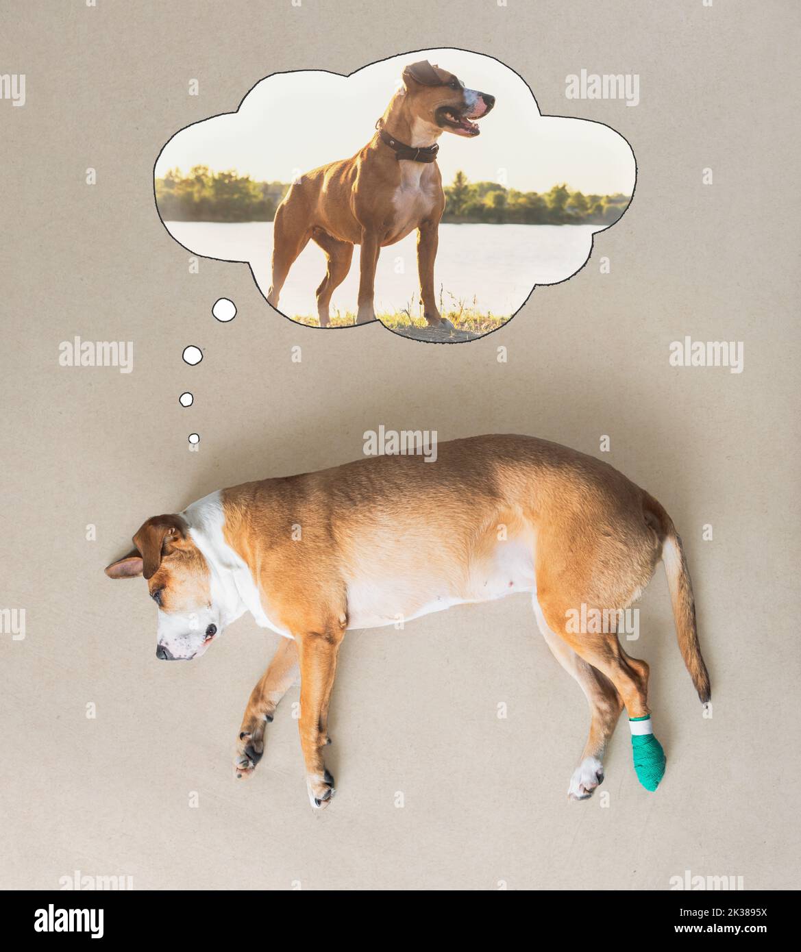 Wounded dog rests and dreams of being fit and playing outdoors ...