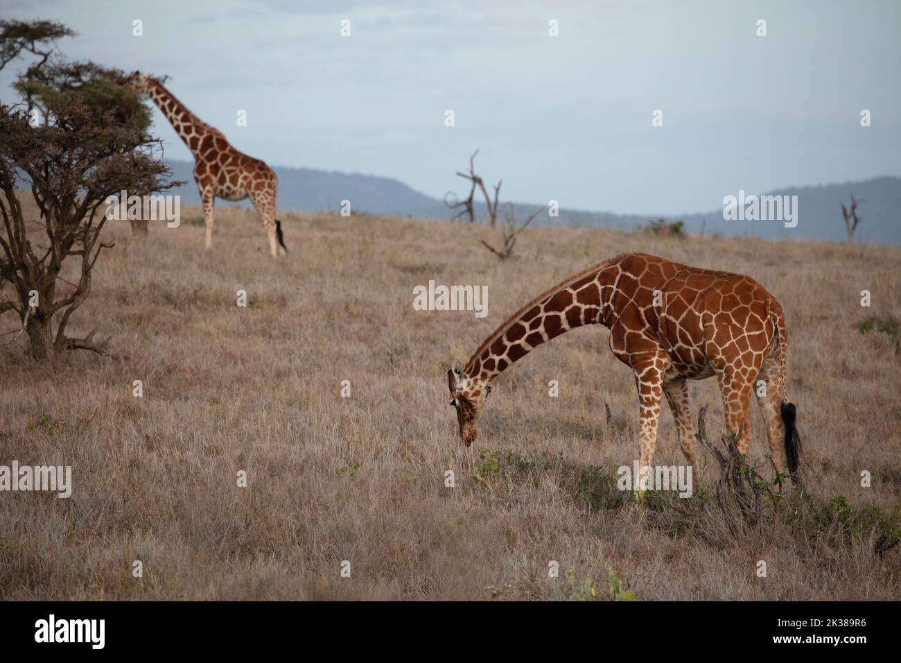 Reticulated Giraffe (Giraffa camelopardalis reticulata), foraging ...