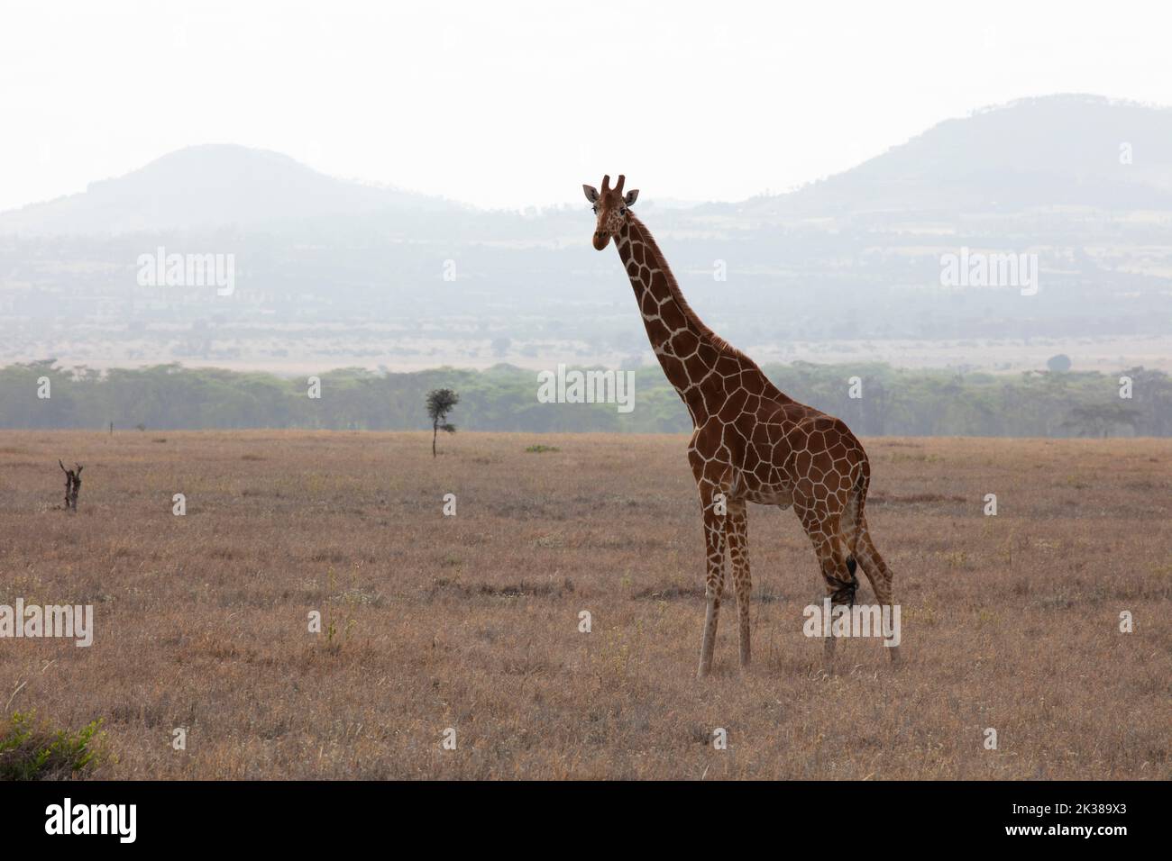 Reticulated Giraffe (Giraffa camelopardalis reticulata), foraging ...