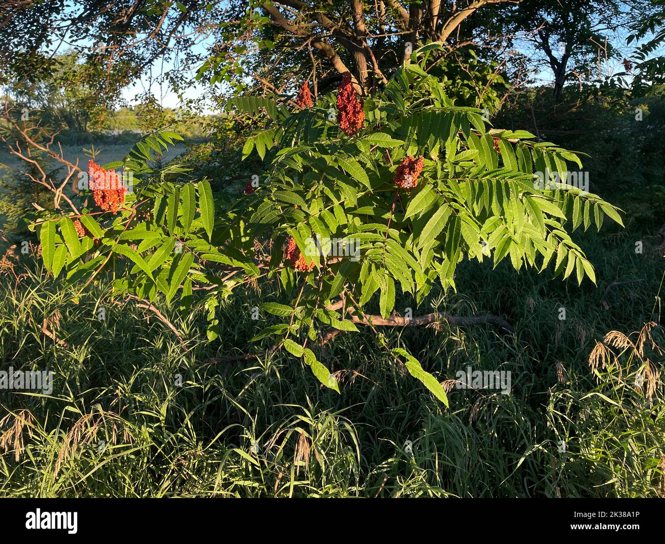 Staghorn Sumac (Rhus typhina), mature, red berries, late Summer, E USA ...