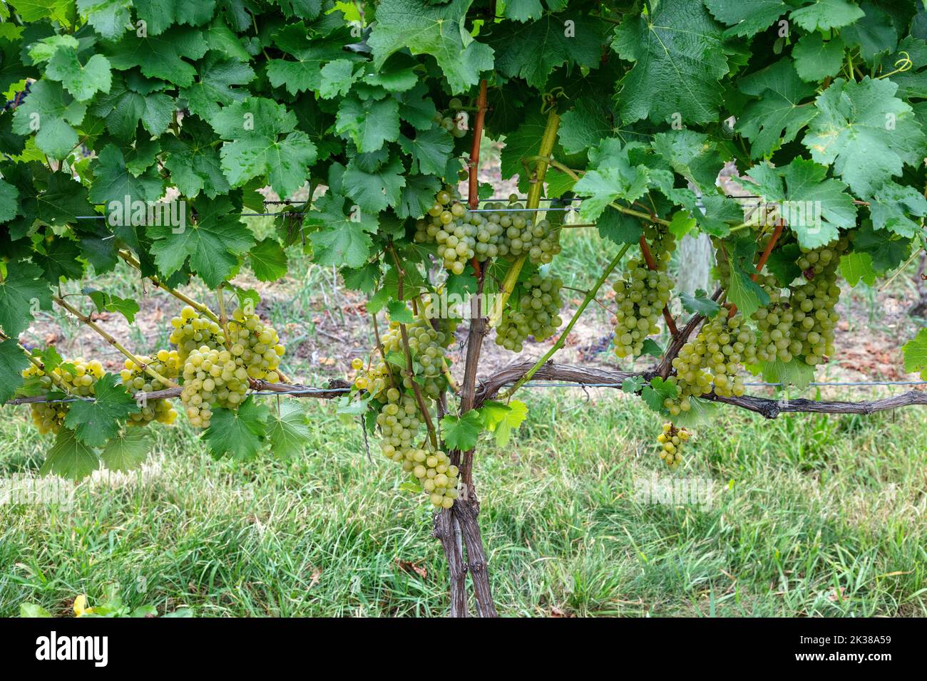 White Concord Grapes (Viitis labrusca), ripe on vine, vineyard ...