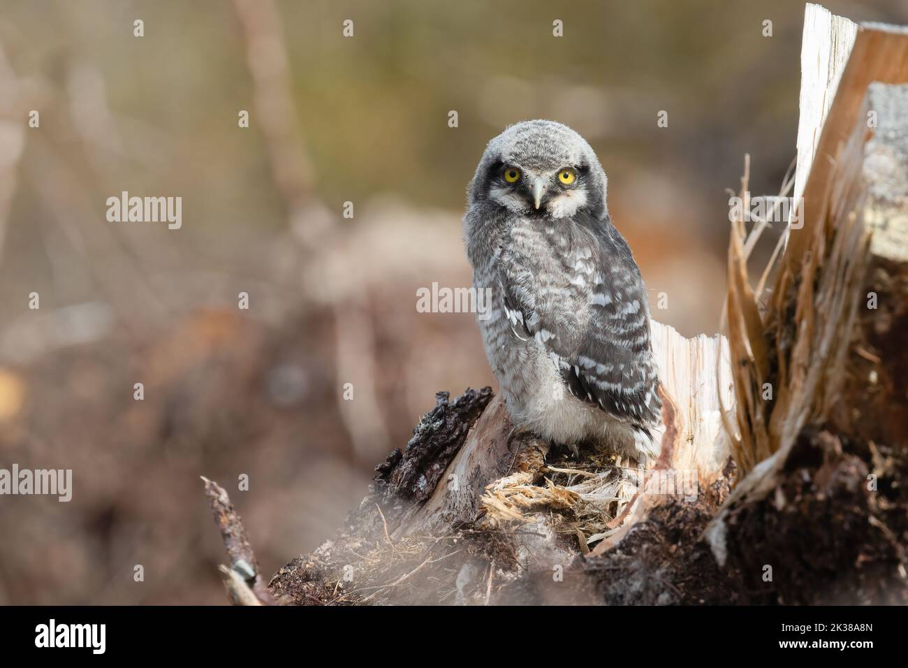 Eurasian hawk owl hi-res stock photography and images - Alamy