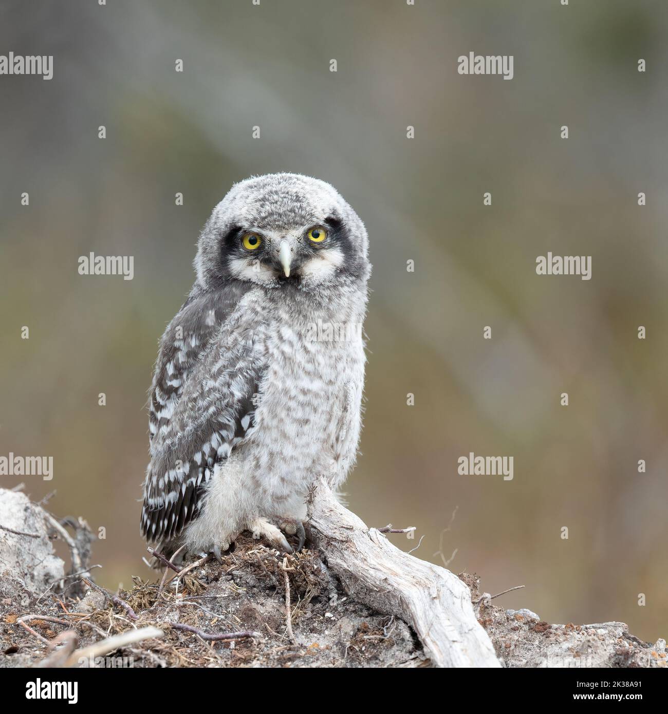 Owl hawk hi-res stock photography and images - Alamy