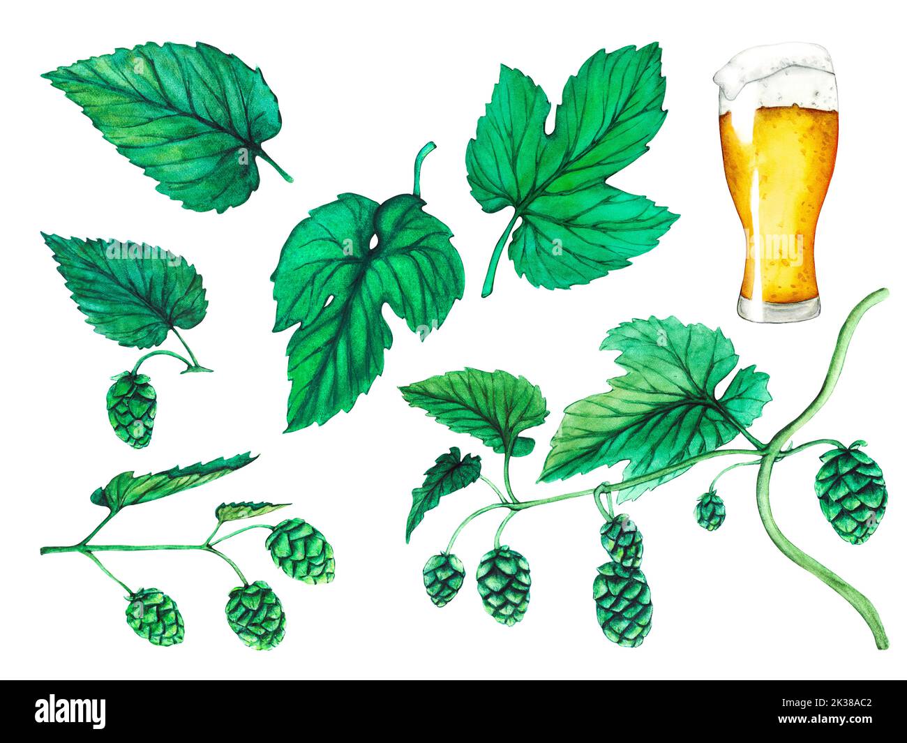 Glass of beer, hop and leaves. Watercolor hand drawn painting ...