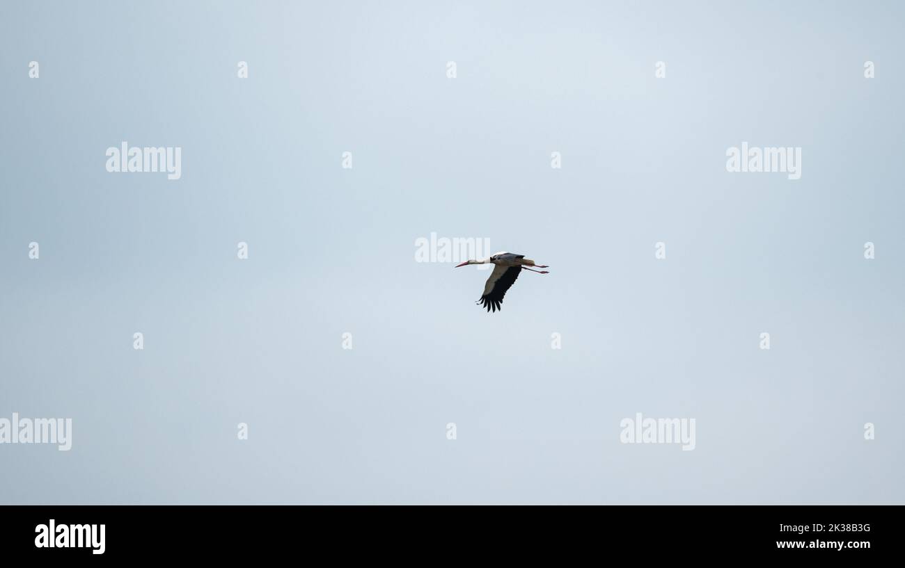 Flying stork high against the blue sky. A stork in flight in the ...