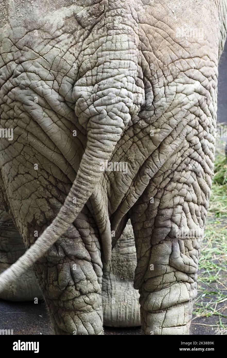 Rear view of an African elephant at the Zoo Vienna Schonbrunn ...