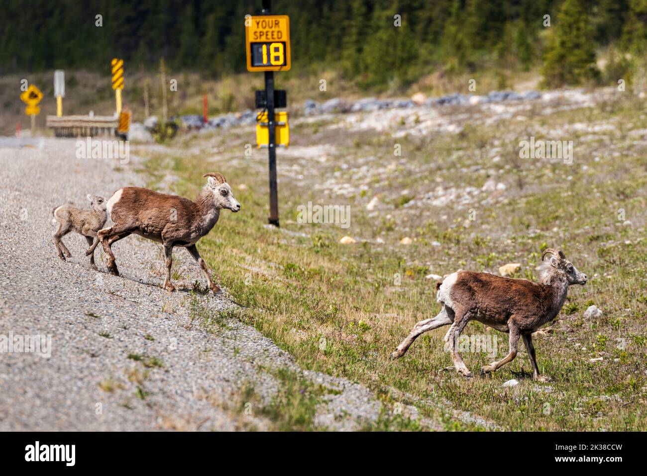 The Stone's sheep; Ovis dalli stonei; stone sheep; along the Alaska ...