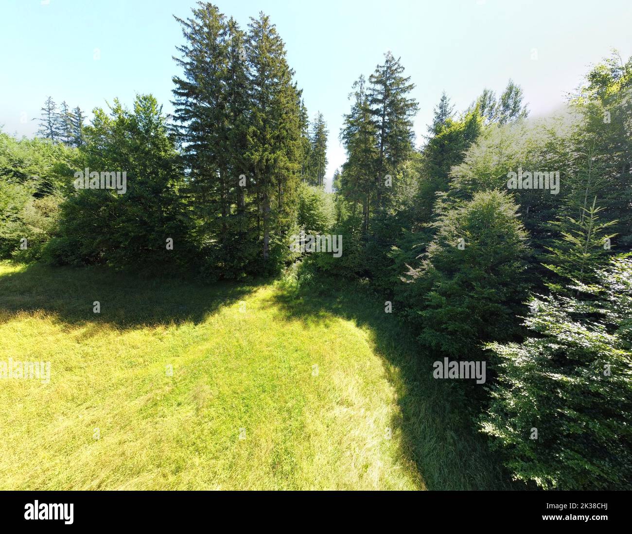 An aerial view of greenery field surrounded by dense trees Stock Photo ...