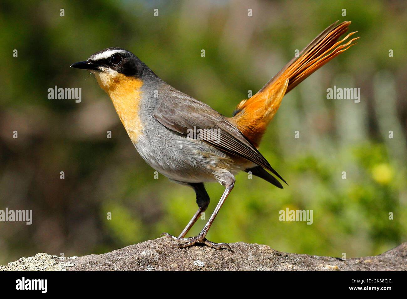 A curious Cape robin-chat standing on a rock in a Cape Town garden ...
