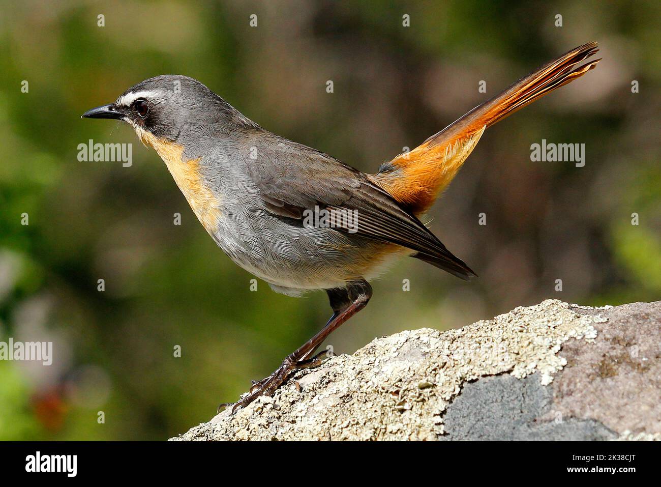 A curious Cape robin-chat standing on a rock in a Cape Town garden ...