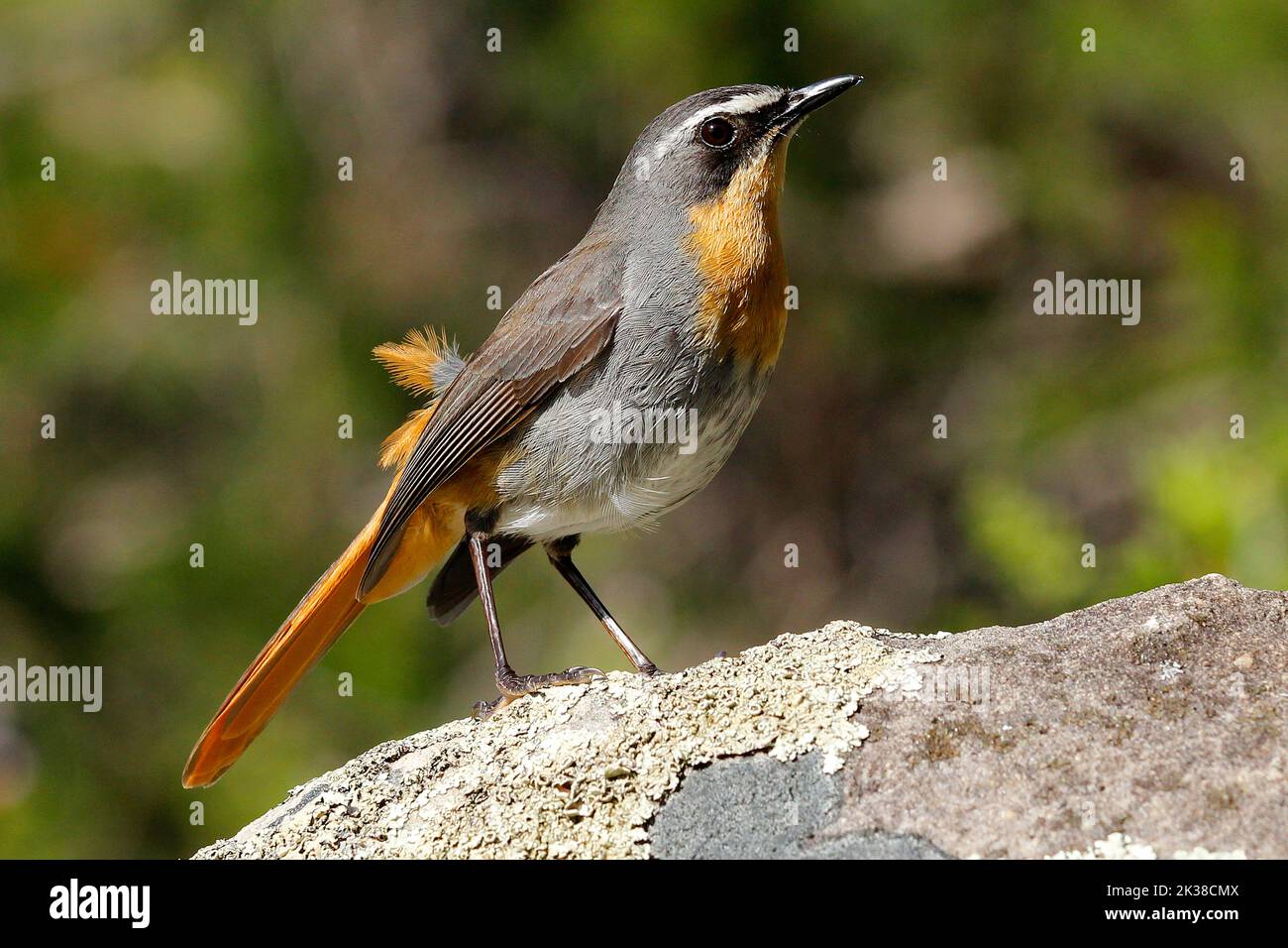 Old botanical photograph hi-res stock photography and images - Alamy