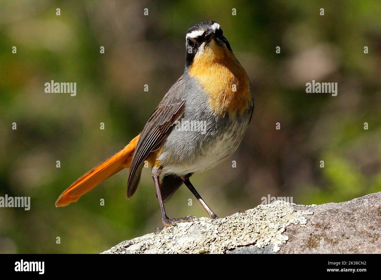 Bird robin face hi-res stock photography and images - Alamy