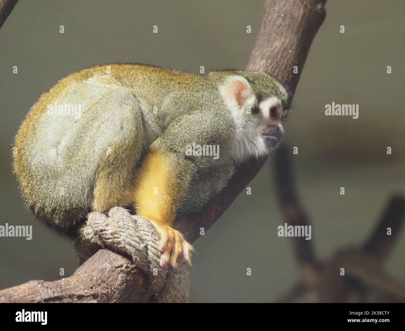 Schönbrunn palace austria zoo hi-res stock photography and images - Alamy