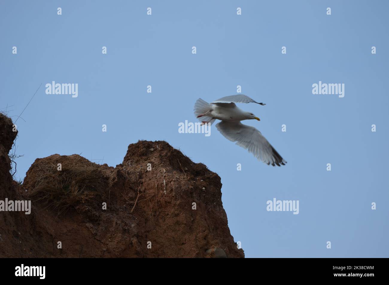 A seagull perching flying over cliff under blue bright sky Stock Photo ...