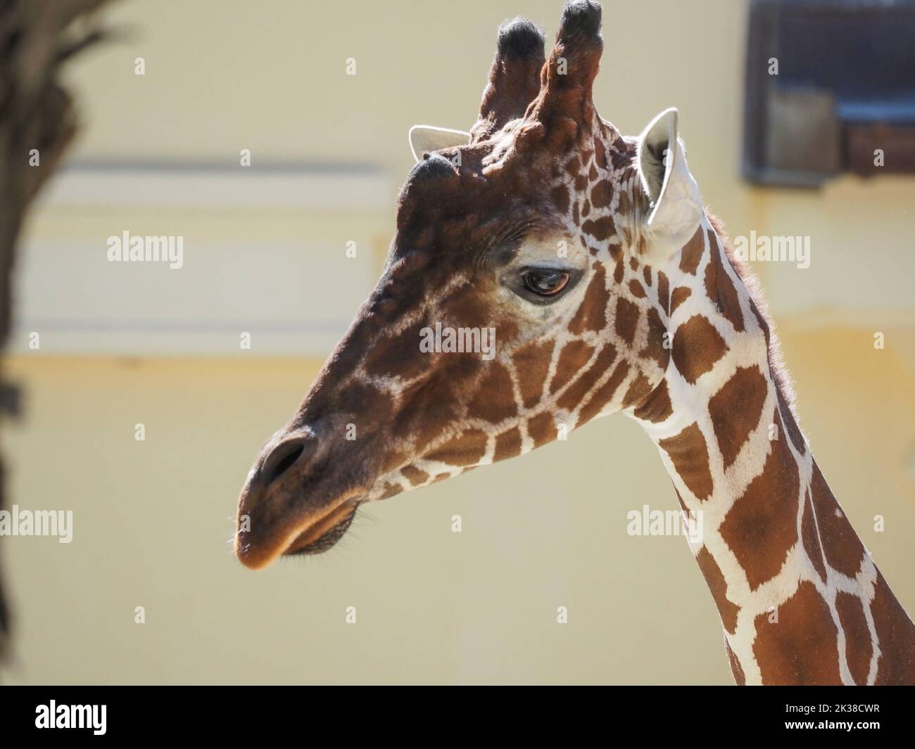2022 giraffe hi-res stock photography and images - Alamy