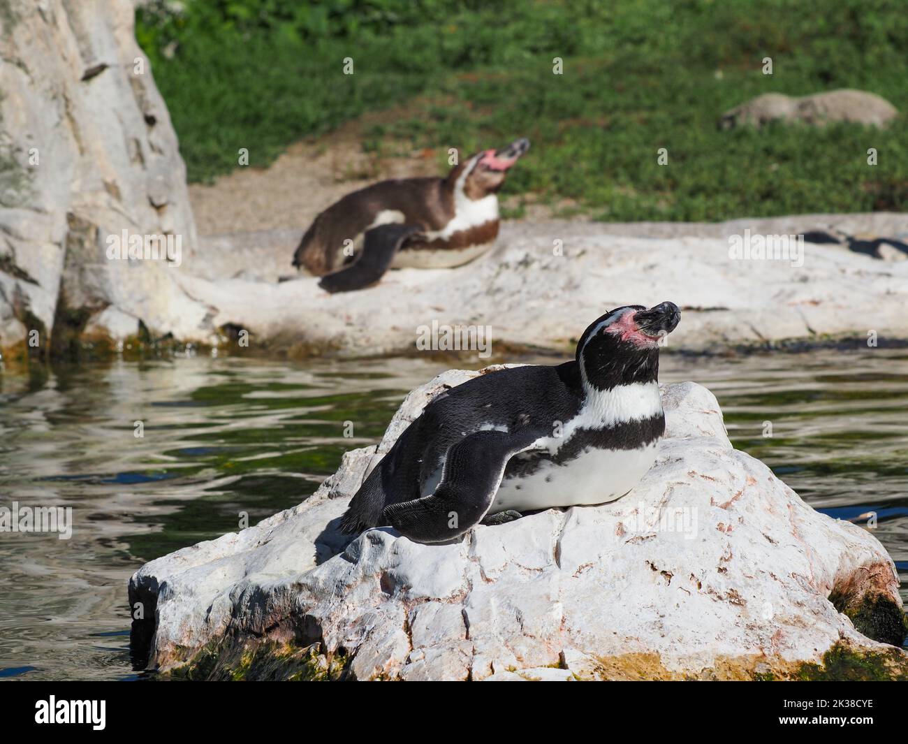 King penguin (Aptenodytes patagonica) seen at the Zoo Vienna Schonbrunn ...