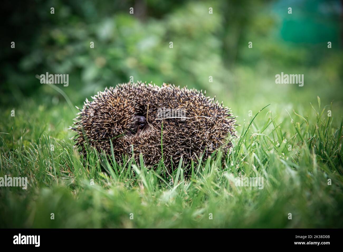 Hedgehog in the grass close-up curled up into a ball, on its side ...