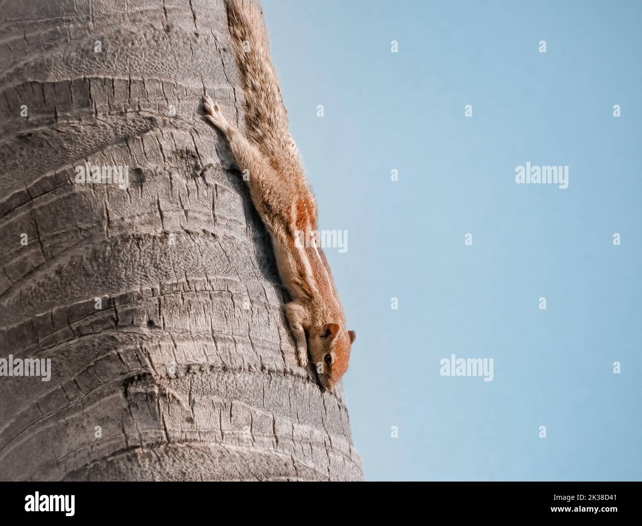 A squirrel crawling down a coconut tree Stock Photo - Alamy