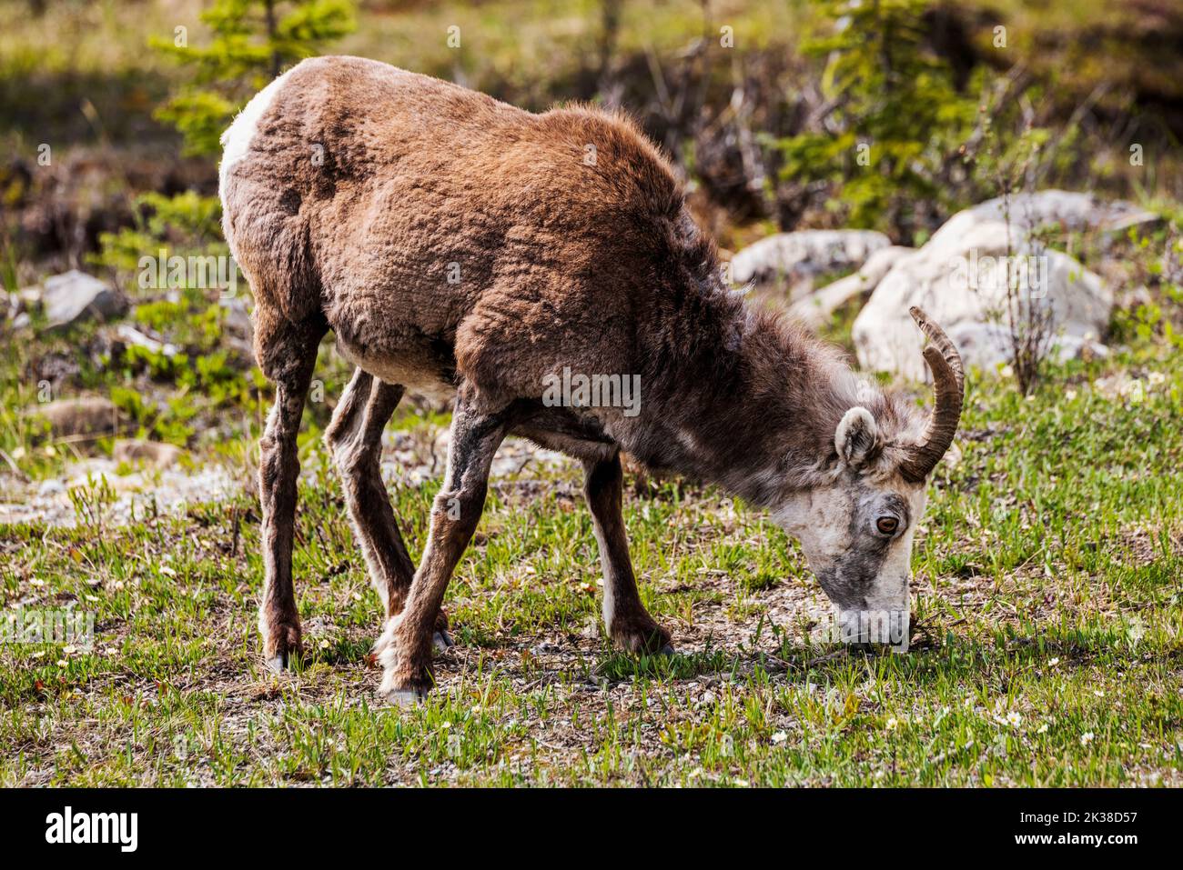 The Stone's sheep; Ovis dalli stonei; stone sheep; along the Alaska ...
