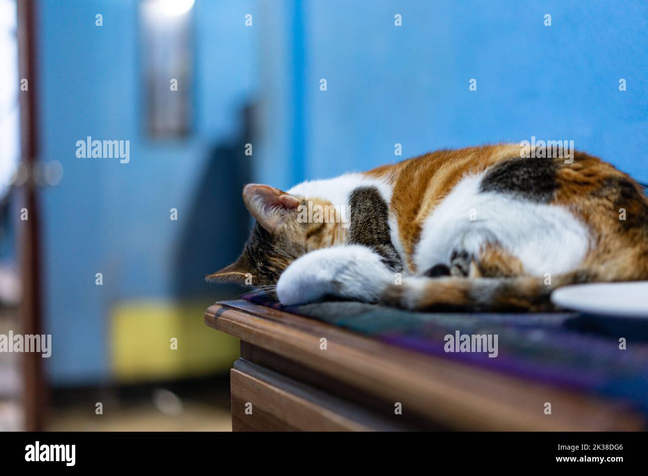 Sleeping calico cat in a blue walled room in Jinotega, Nicaragua Stock ...