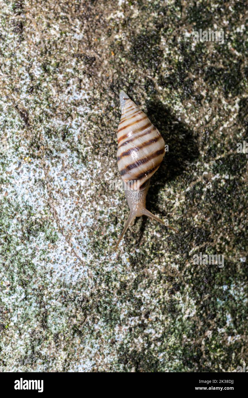 Drymaeus iris hi-res stock photography and images - Alamy