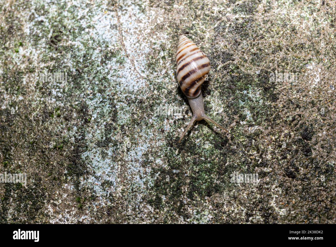 Drymaeus iris hi-res stock photography and images - Alamy