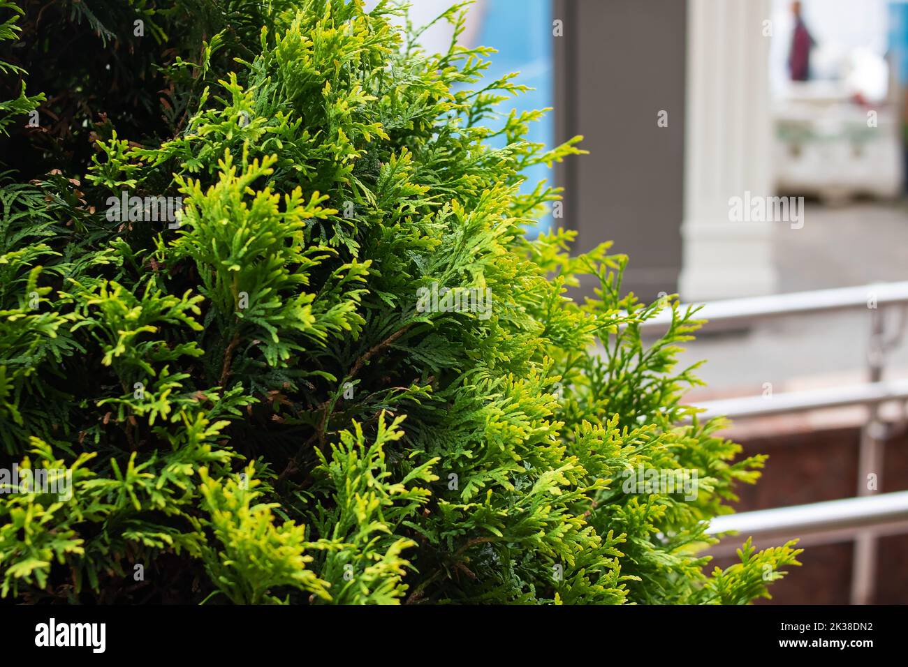 Green fluffy branches of evergreen shrub close up Stock Photo - Alamy