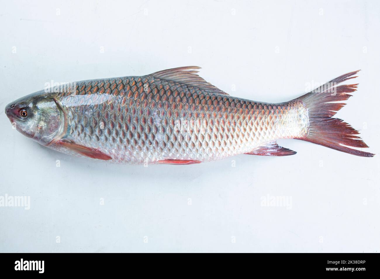 ruhu rui fish Bangladesh fresh water fish isolated on white background ...