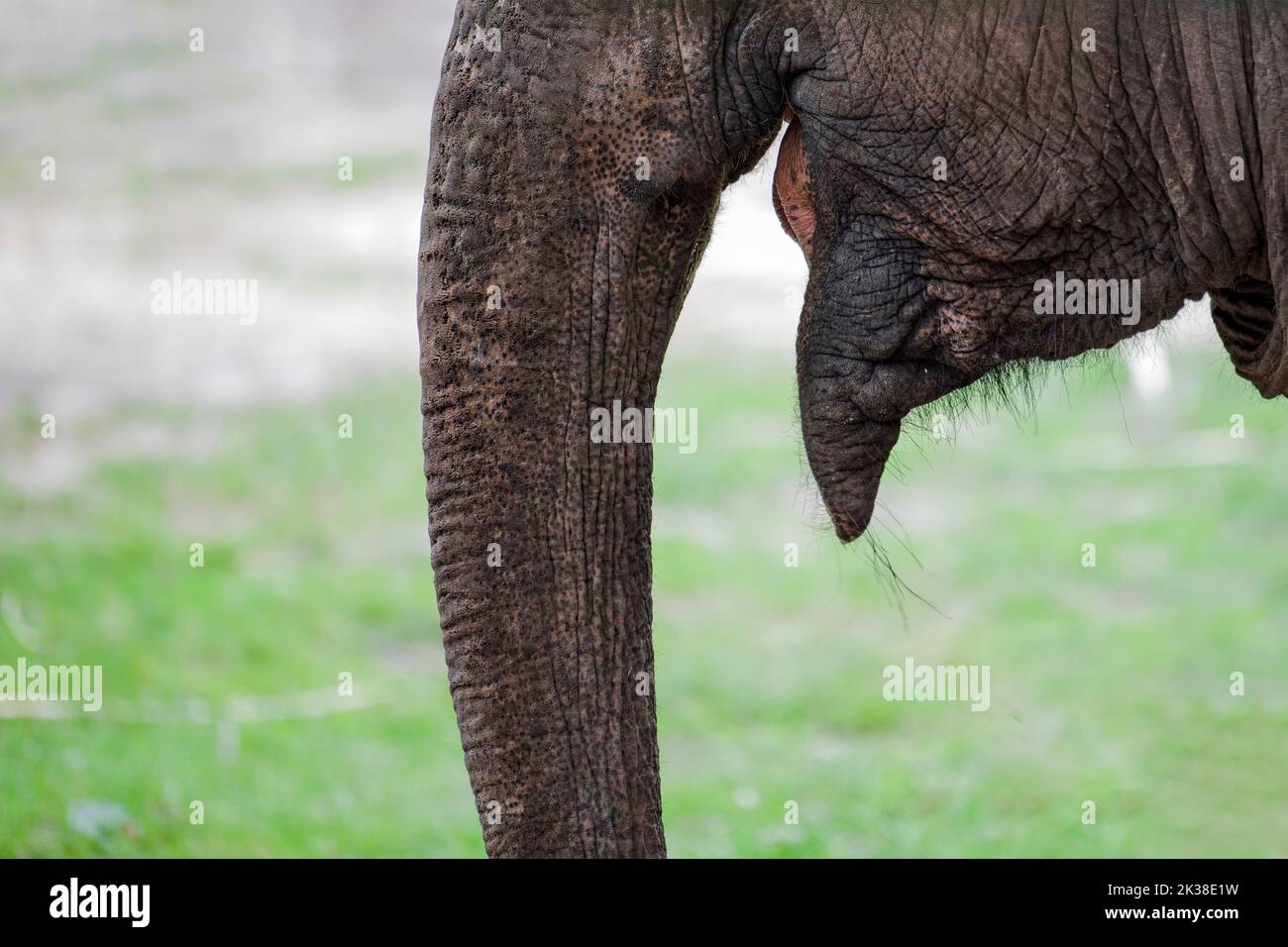 Smiling elephant. Elephant close-up smiles, mouth of an African ...