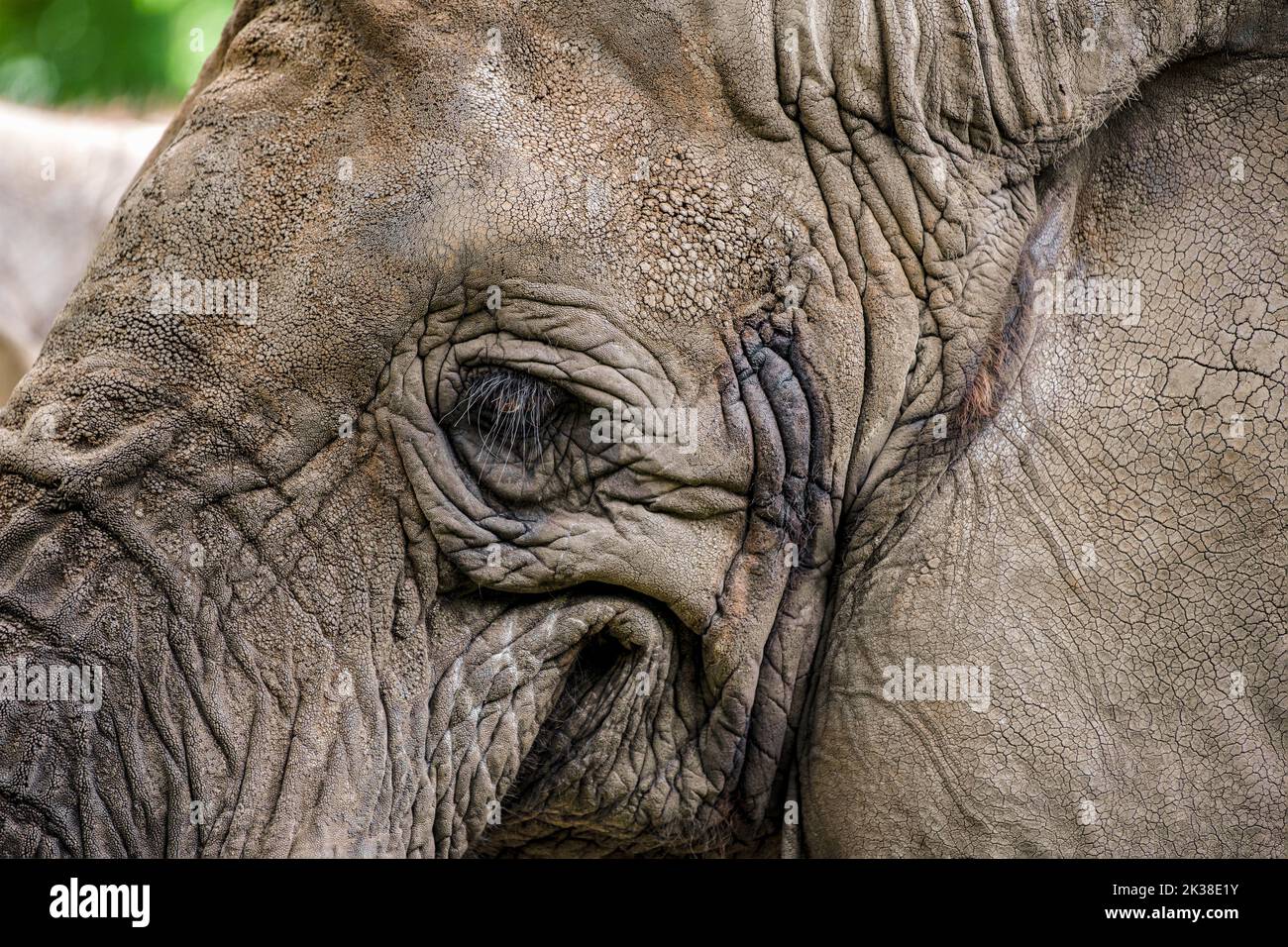 Smiling elephant. Elephant close-up smiles, mouth and eyes of an ...