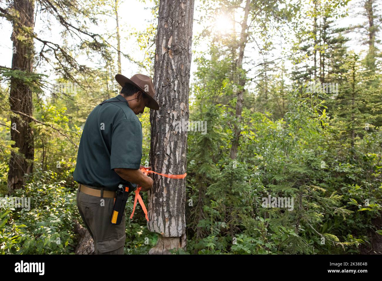 Native orange tree hi-res stock photography and images - Alamy