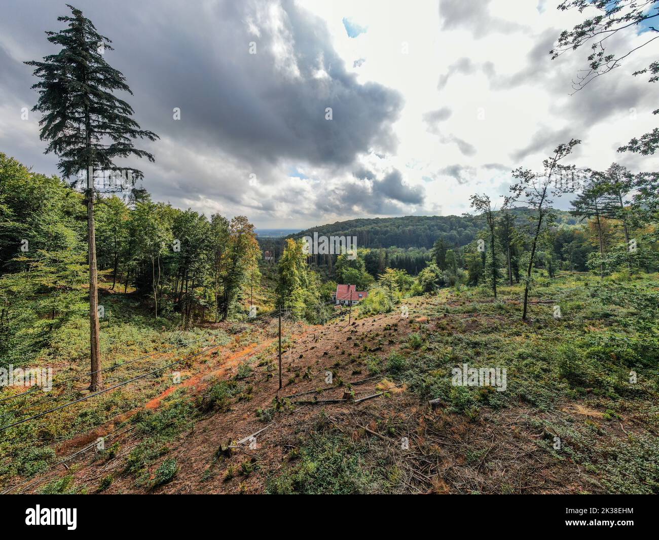 Baum wald wiese hi-res stock photography and images - Alamy