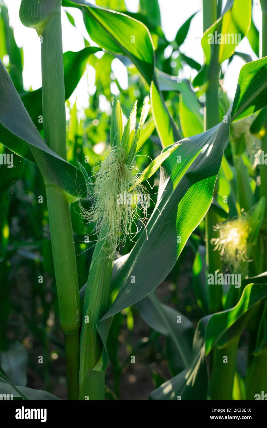 Agricultural land of green corn farm. Corn stalks close up. cultivated ...