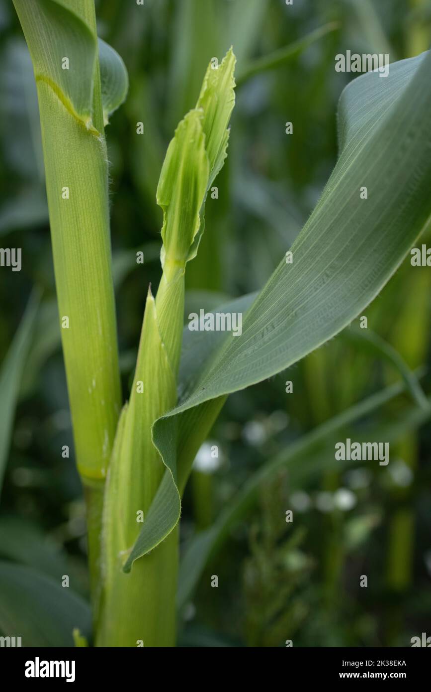 Agricultural land of green corn farm. Corn stalks close up. cultivated ...