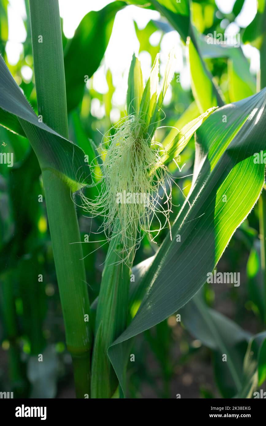 Agricultural land of green corn farm. Corn stalks close up. cultivated ...