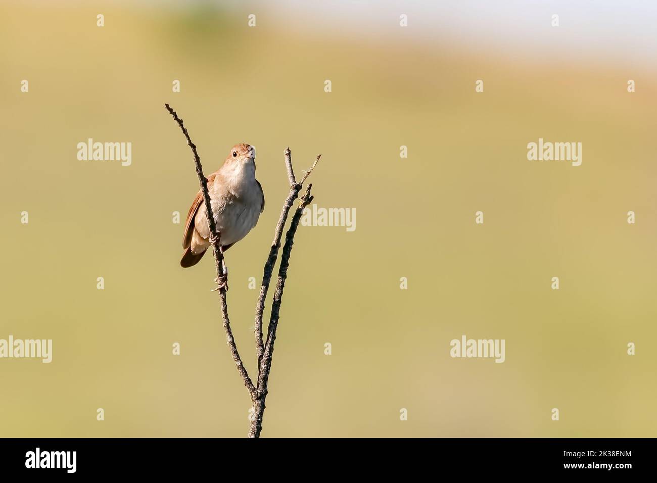 Common Nightingale (Luscinia megarhynchos), beautiful small orange ...