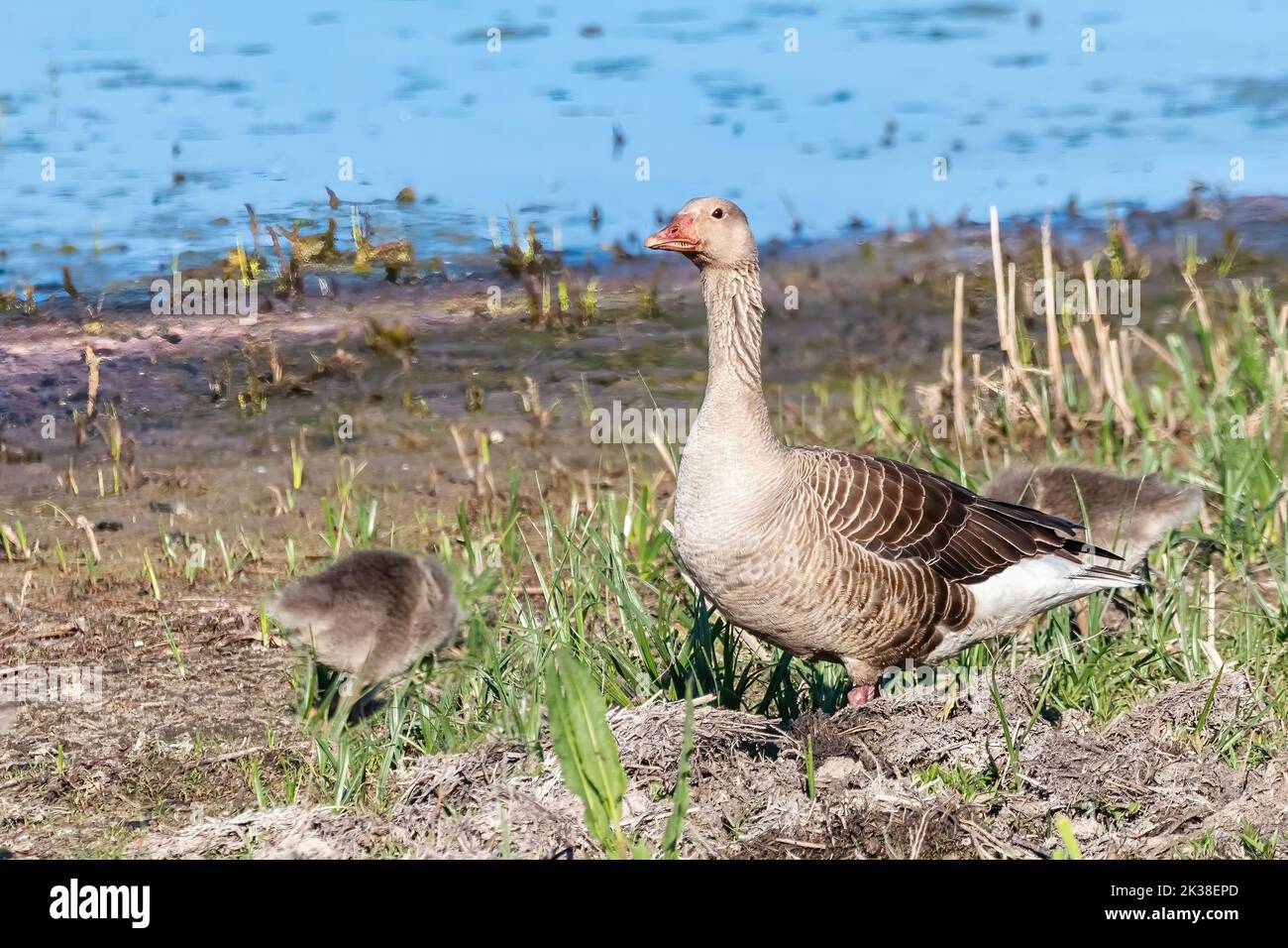 Mother greylag goose or graylag goose (Anser anser) with chicks walking ...