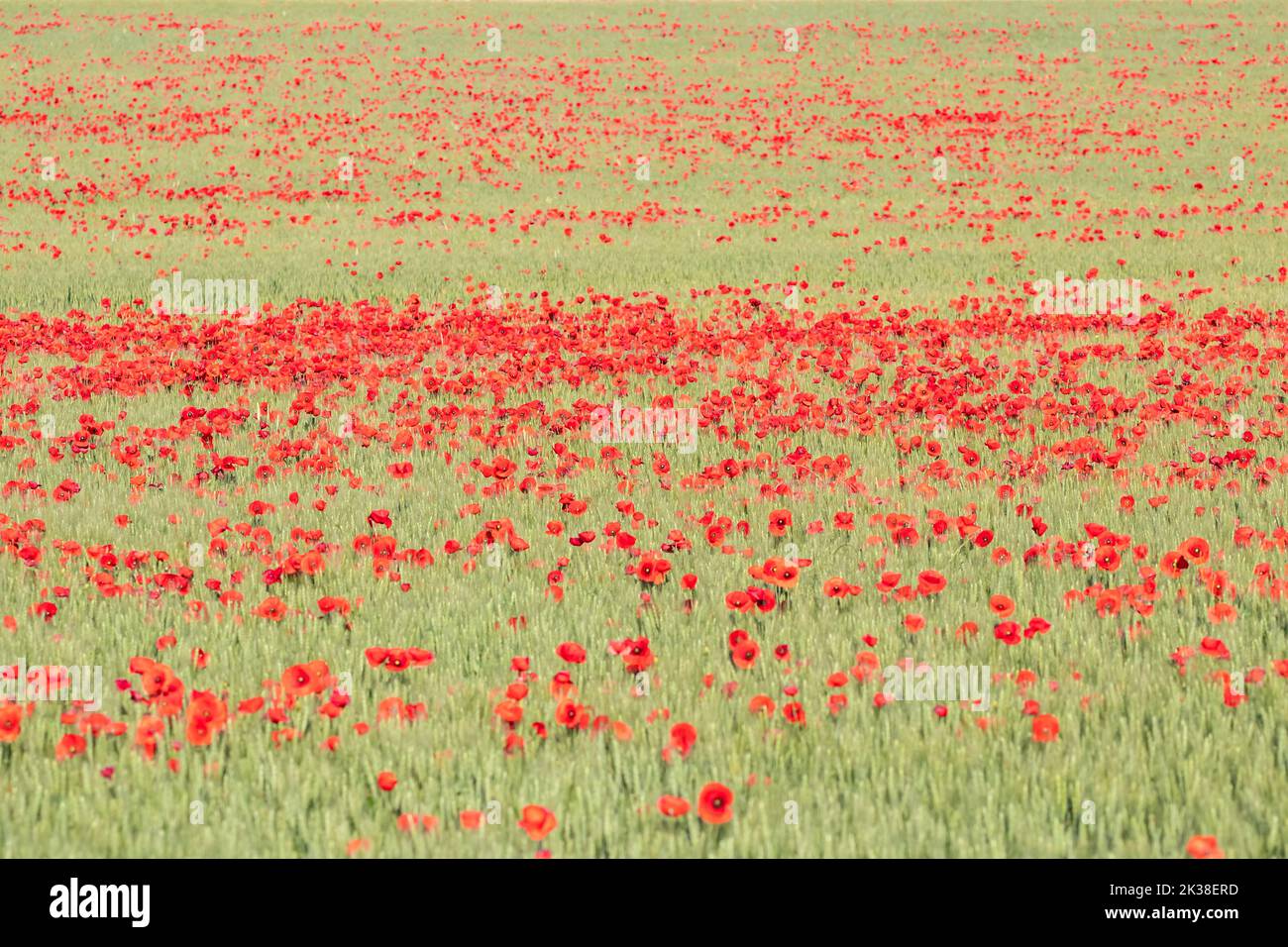 Field of Papaver rhoeas with focus in the middle of the scene, common ...
