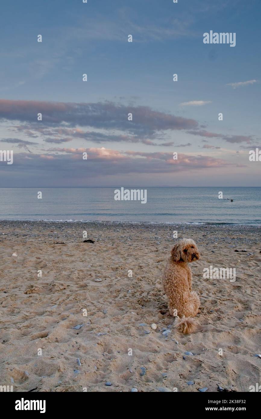 Dog alone on deserted beach hi-res stock photography and images - Alamy
