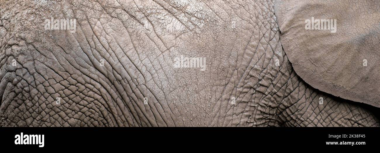 The texture of the skin of an African elephant close-up. Elephant skin ...