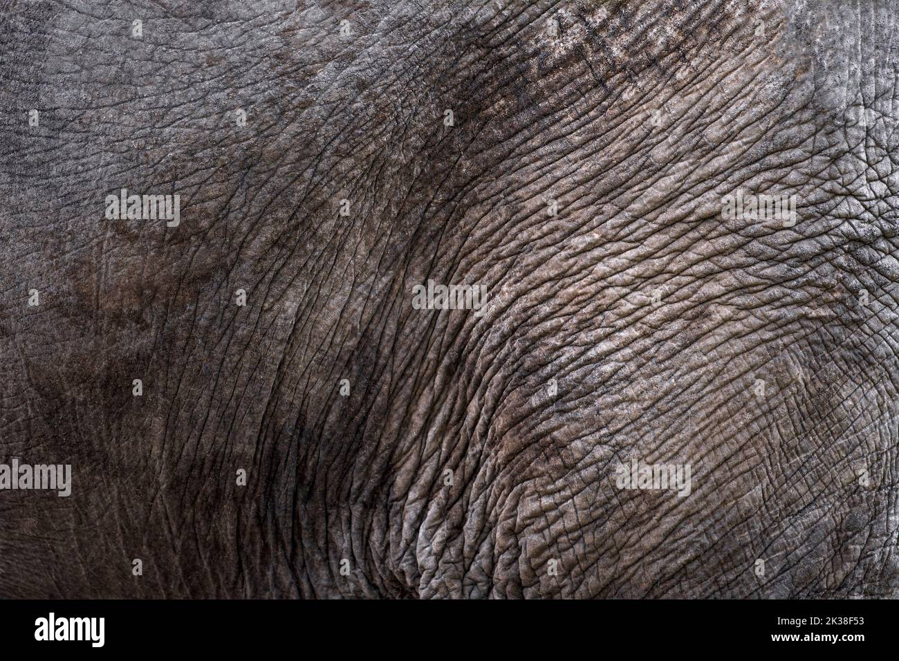 The texture of the skin of an African elephant close-up. Elephant skin ...