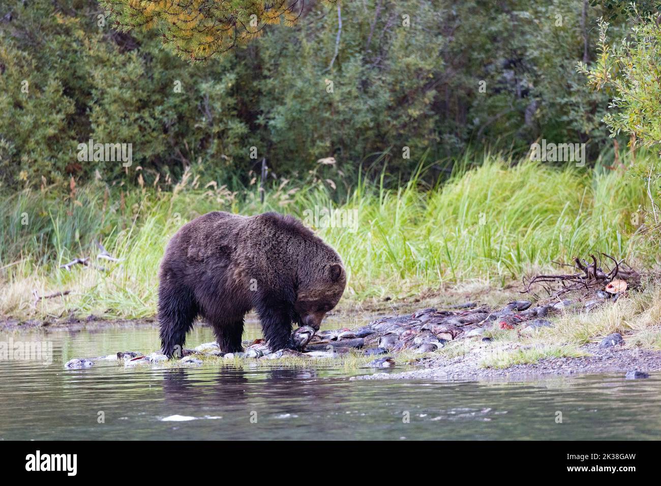 Grizzly Bear Eating Fish Stock Photo - Alamy